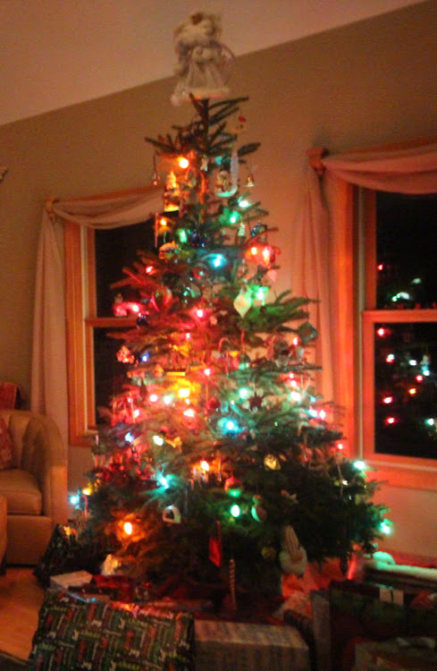 Things To Check When Selecting A Live Christmas Tree | Naturescape